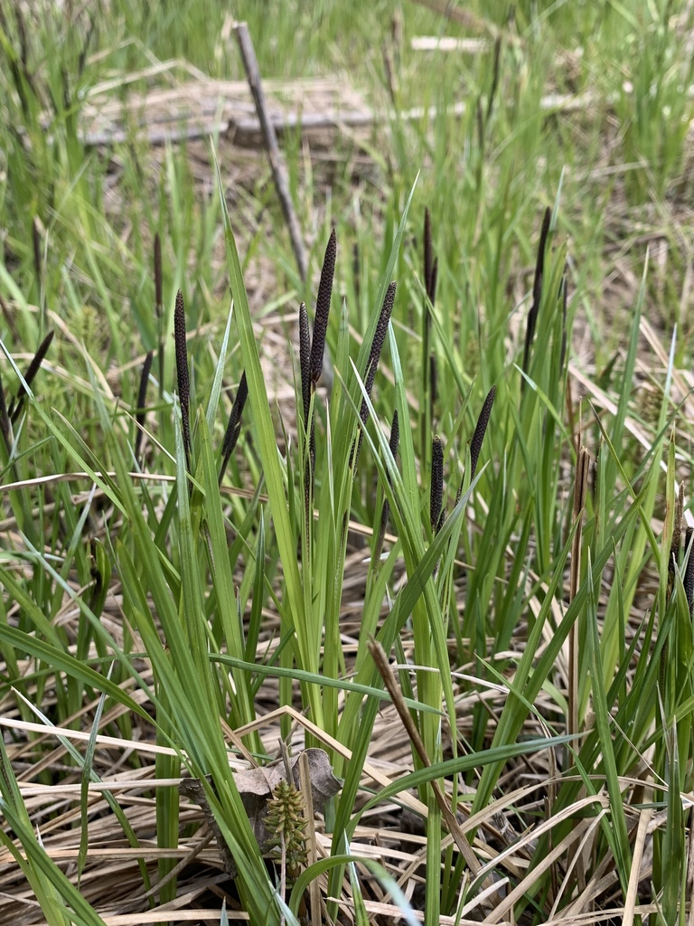 tussock sedge from Erindale Park, Mississauga, ON, CA on May 9, 2020 at ...