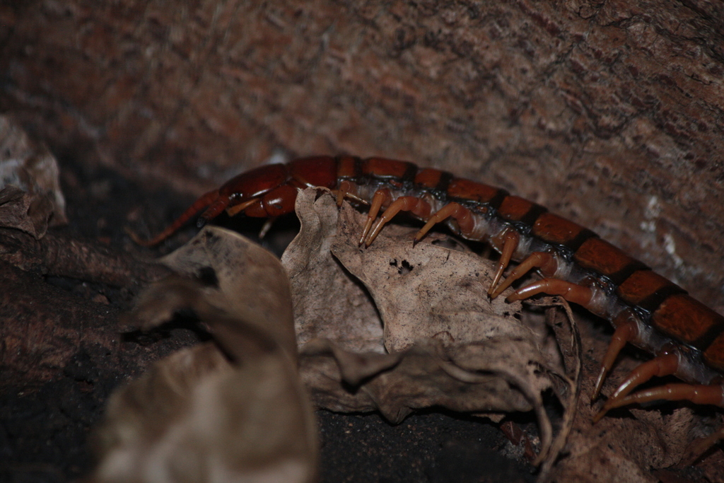 Pacific Giant Centipede from West Manggarai Regency, East Nusa Tenggara ...