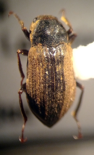 Helichus striatus · NaturaLista Colombia