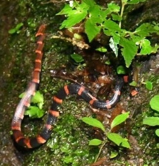 Black Halloween Snake from Arenal Lodge, Costa Rica on May 9, 2020 at ...