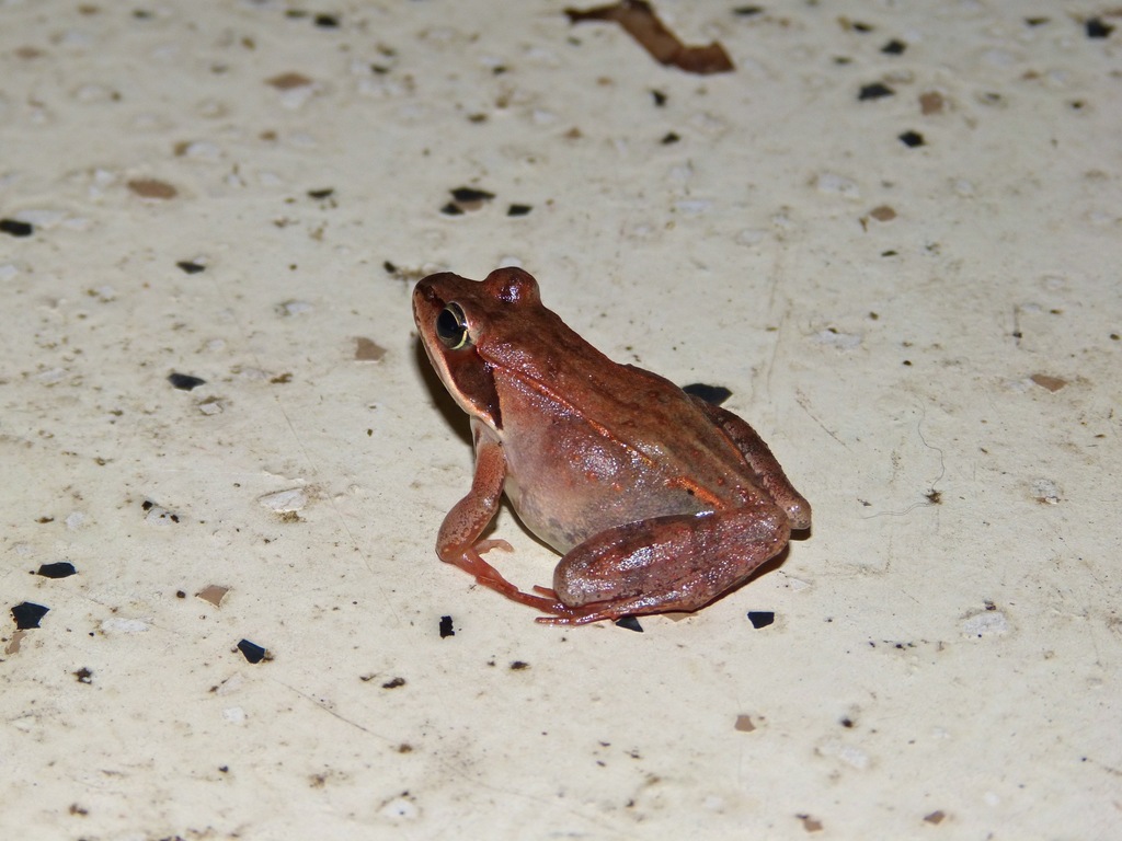 Wood Frog from Talbot County, MD, USA on March 12, 2014 at 08:39 PM by ...