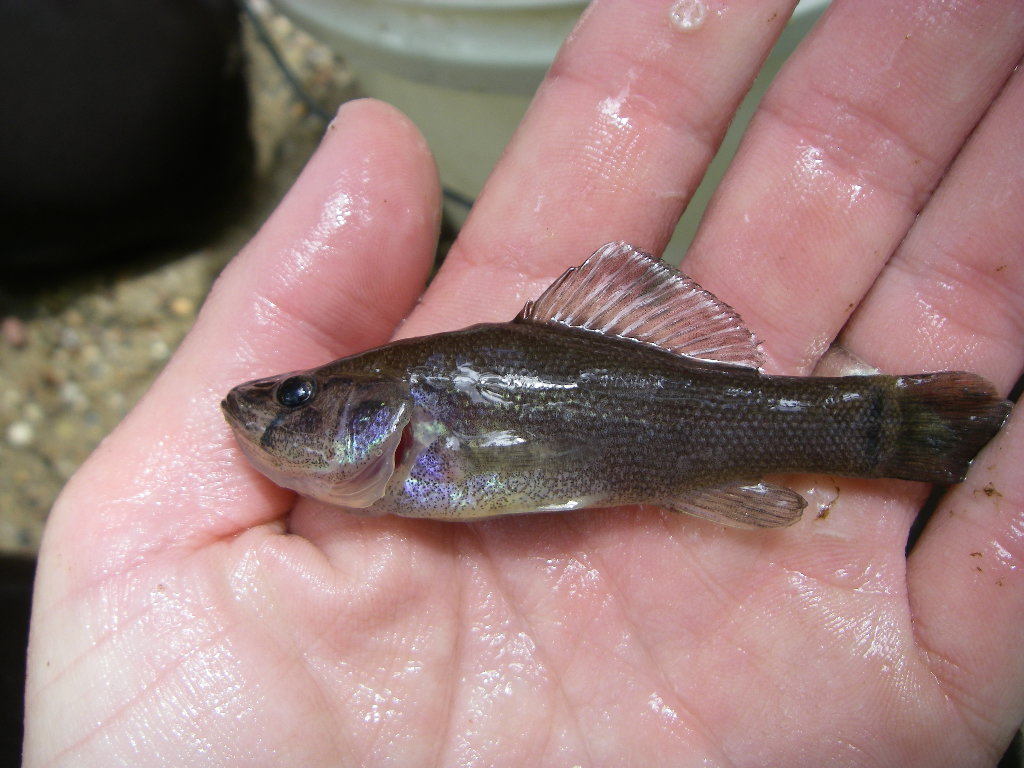 Pirate Perch (Common Fish Species of Richmond National Battlefield ...