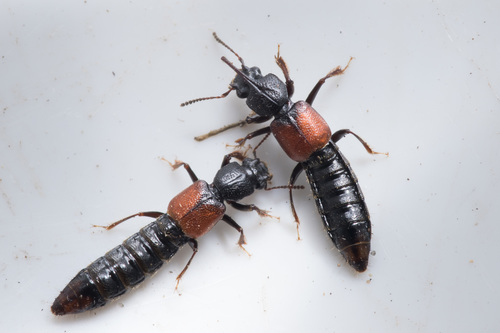 Bledius spectabilis · iNaturalist