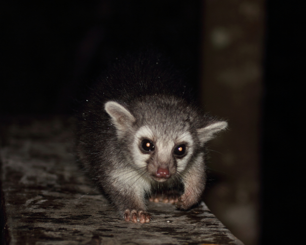 Cacomistle (Bassariscus sumichrasti) - Know Your Mammals