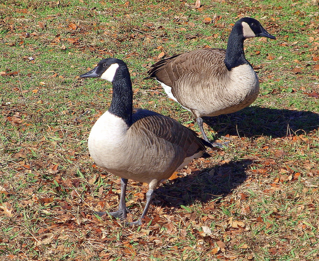 Lesser Canada Goose (Branta canadensis parvipes) - Avian Discovery