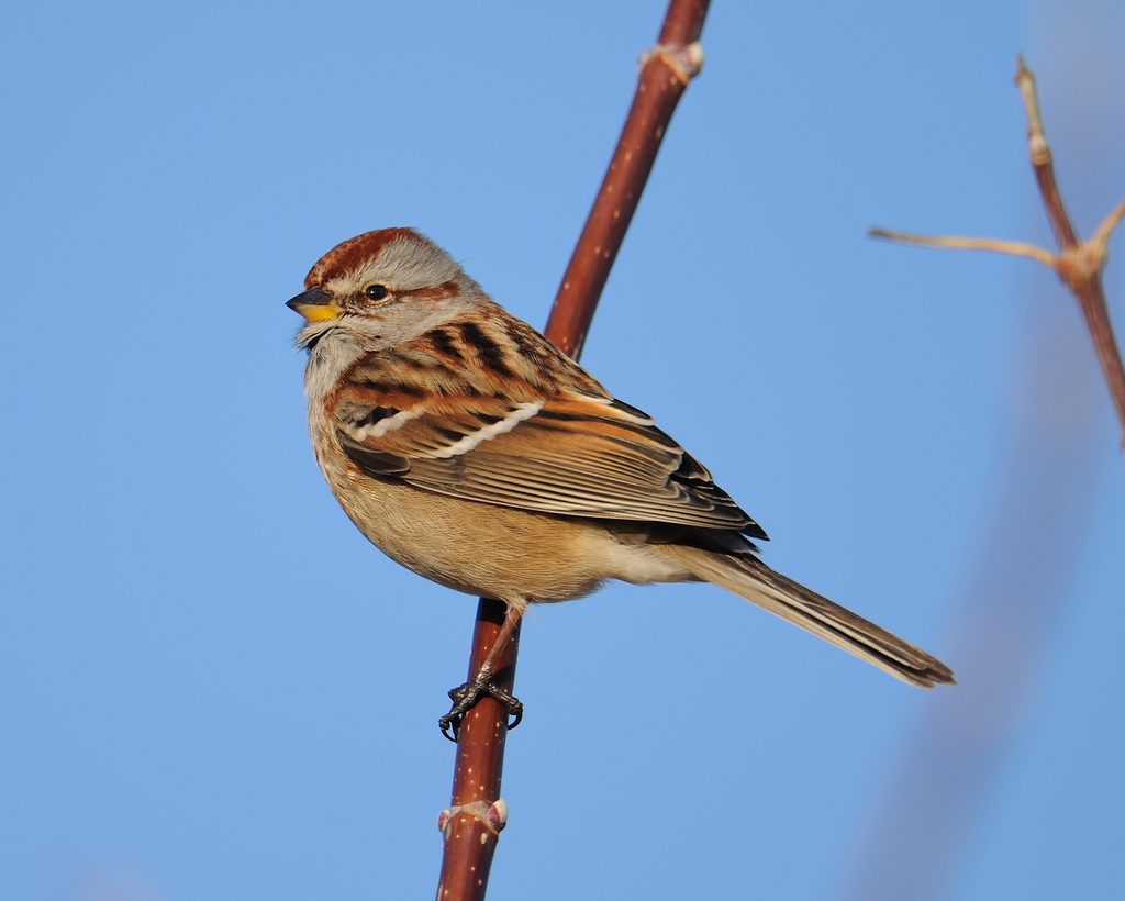 American Tree Sparrow (Sparrows of Eastern North America ) · iNaturalist