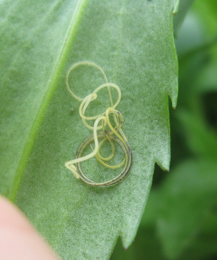 Insect-Parasitising Nematodes from Hall Road, Sawyers Bay, New Zealand ...