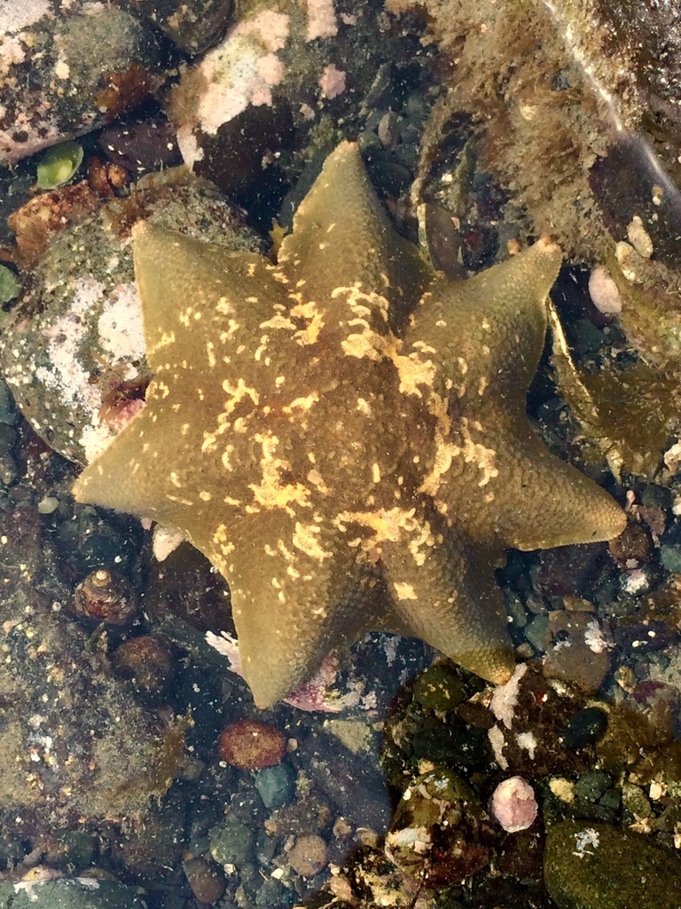Bat Star from Hecate Strait, CA on May 9, 2020 at 10:27 AM by Carita ...