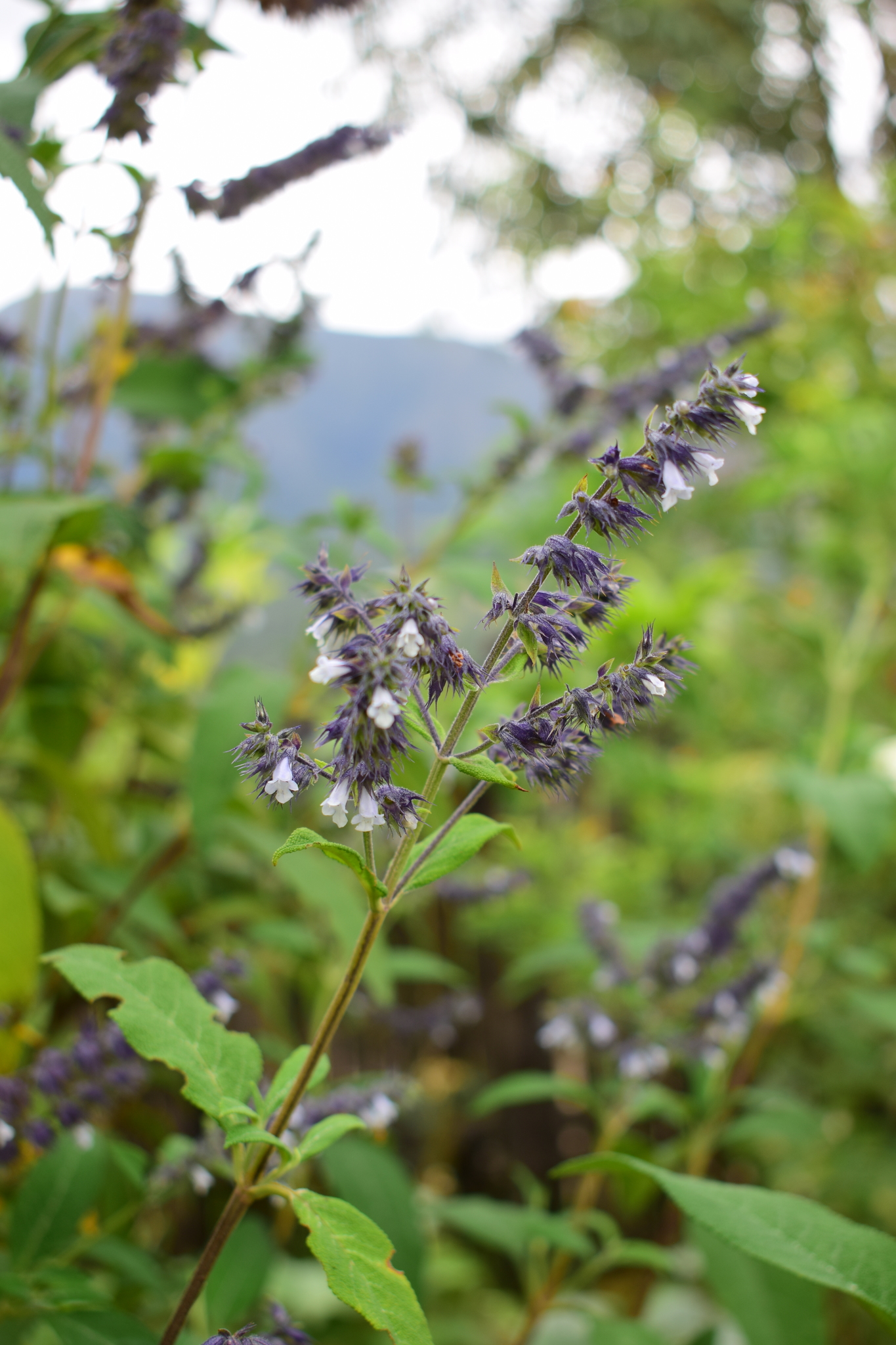 Lepechinia salviifolia (Kunth) Epling