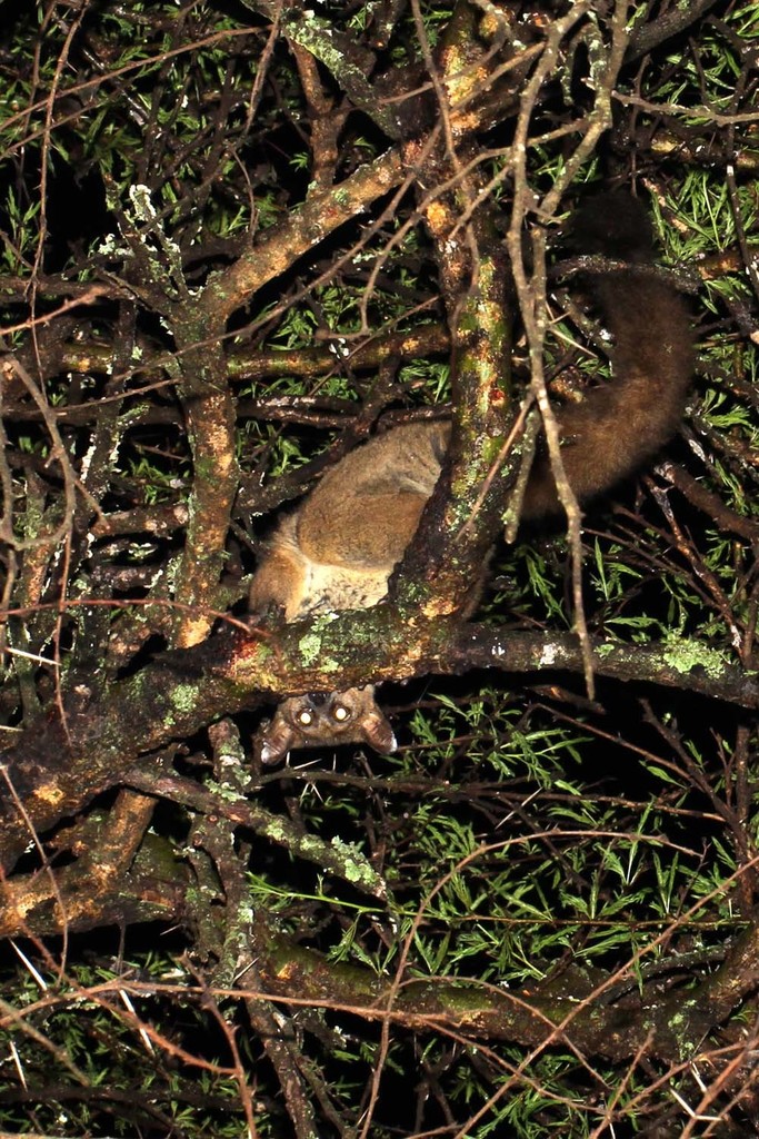 Pangani Small-eared Galago (Otolemur garnettii panganiensis) - Know ...