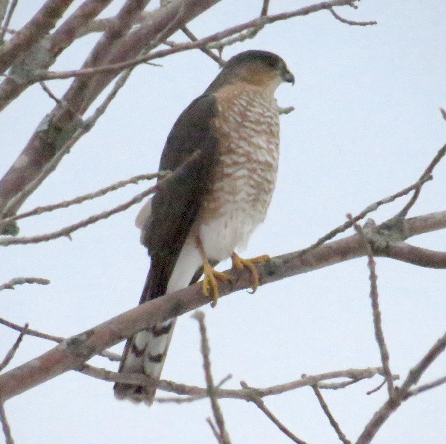 Sharp-shinned Hawk from Lion's Head, ON N0H 1W0, Canada on November 12 ...