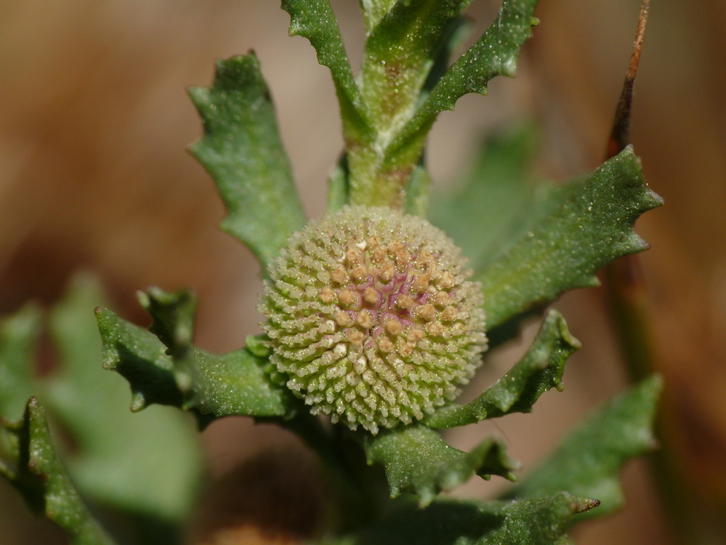 Common Sneezeweed (Centipeda cunninghamii) - Botanical Realm