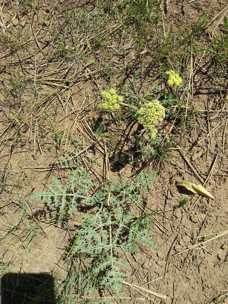 Cous-root Desert-parsley from La Grande, OR 97850, USA on May 9, 2020 ...