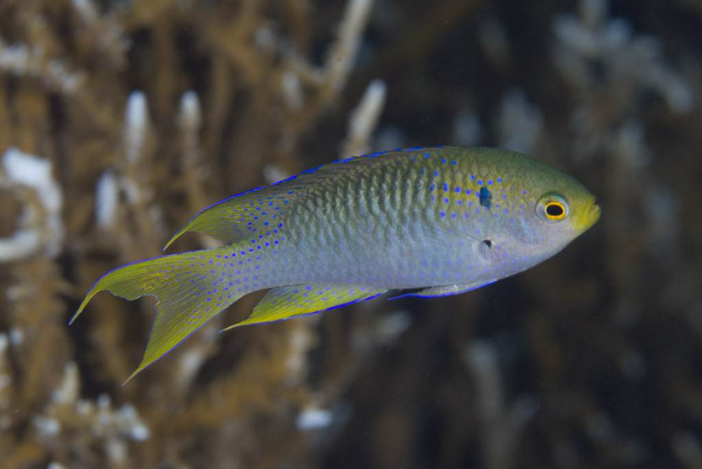 Neopomacentrus (Daydream Island No 1 (20-035a) - Lovers Cove) · iNaturalist