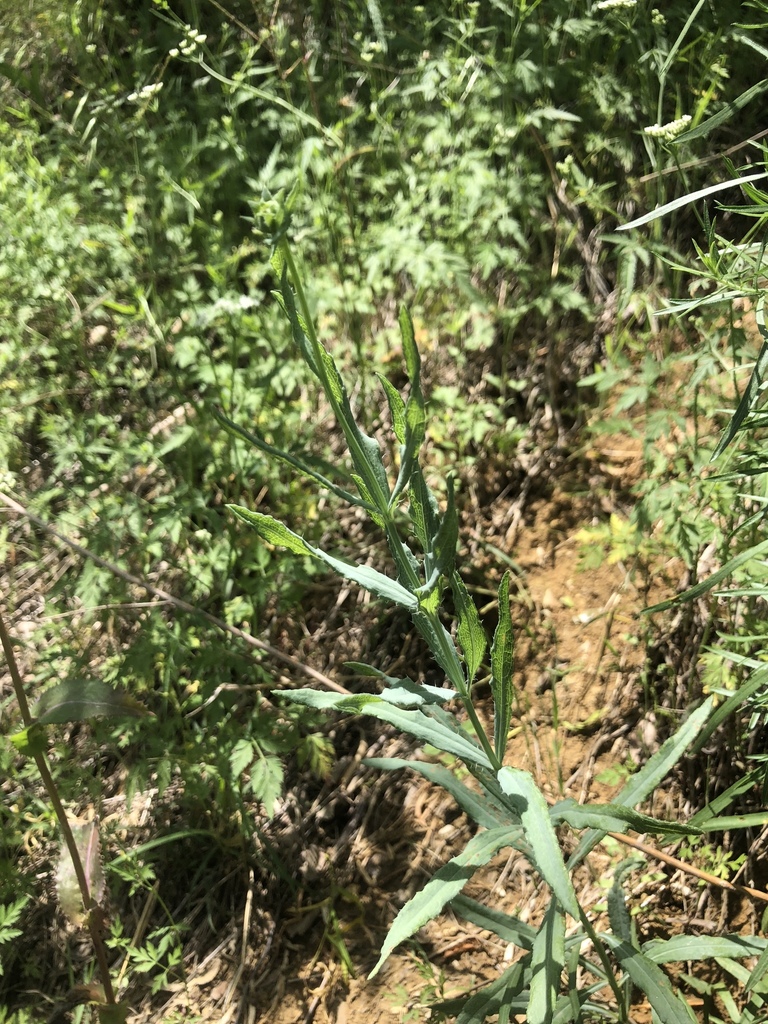 Texas blueweed in May 2020 by Aidan Campos · iNaturalist