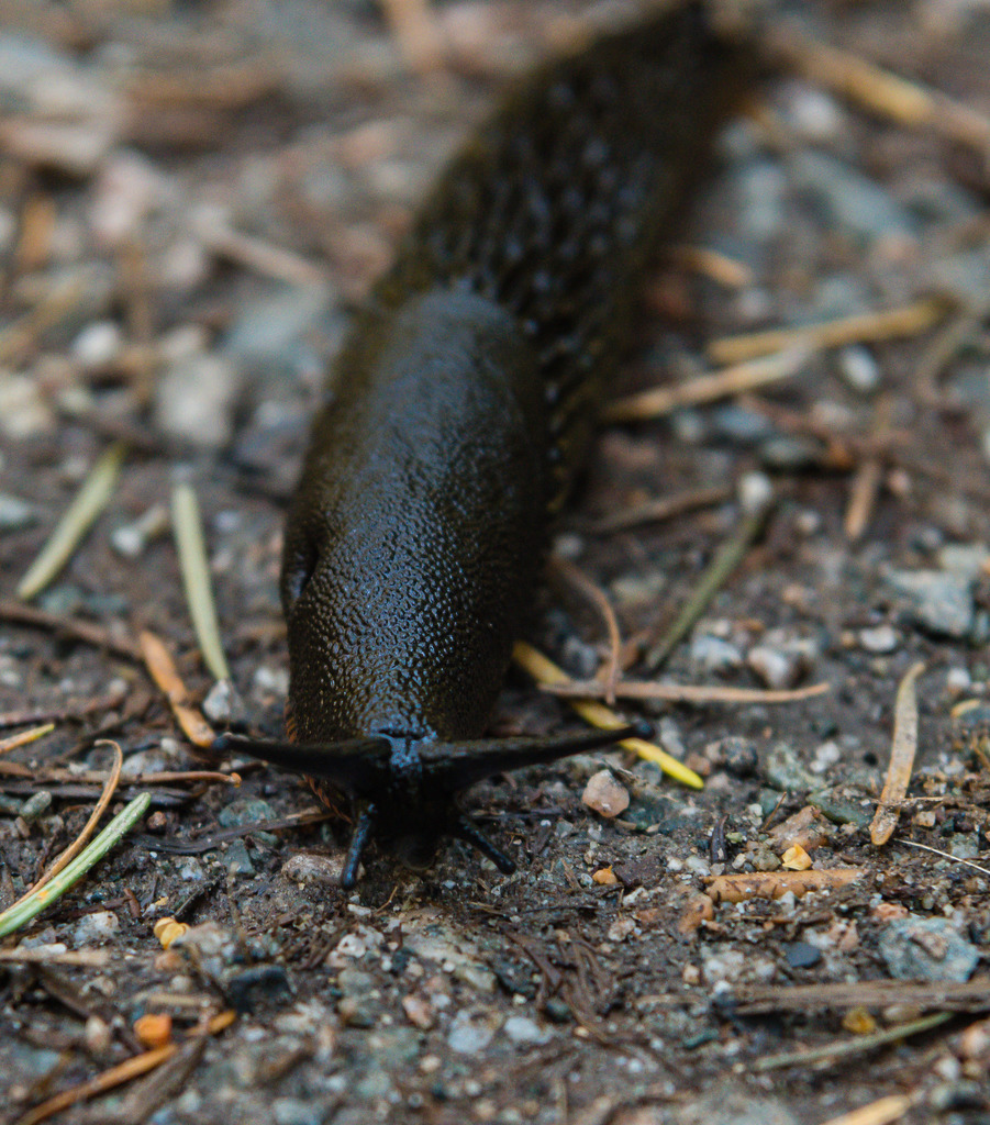 ater-group Arion Slugs from Greater Vancouver, British Columbia, Canada ...