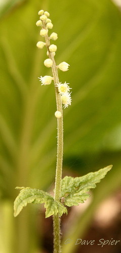 Observations by northeastnaturalist · iNaturalist