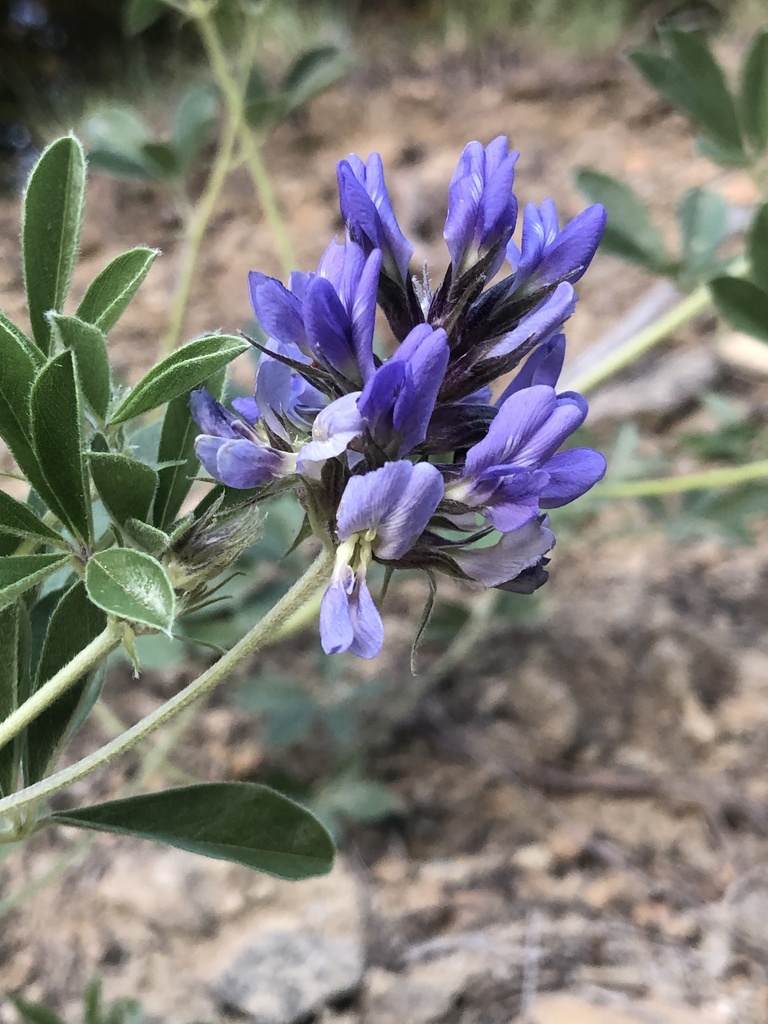 largebract Indian breadroot (Pediomelum cuspidatum) - Botanical Realm