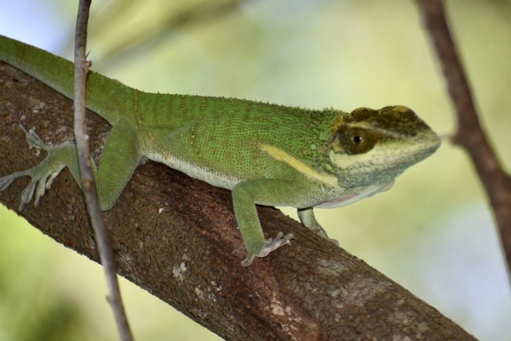 Smallwood's Anole (Herps of Eastern Cuba) · iNaturalist