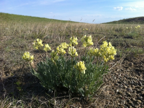 White Point-vetch (Denver-Boulder Metro Area: Yellow, White and Green ...