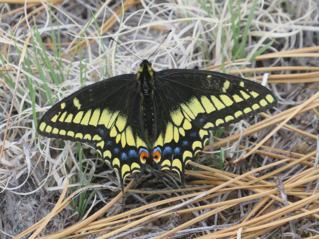 Baird's Swallowtail (Dinosaur National Monument Butterfly Guide 🦋 ...