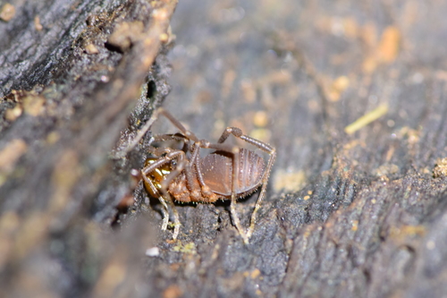 Genus Triaenonyx · iNaturalist