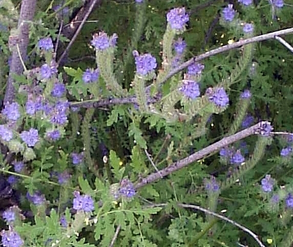 distant phacelia from Turtle Rock, Irvine, CA, USA on May 09, 2020 at ...