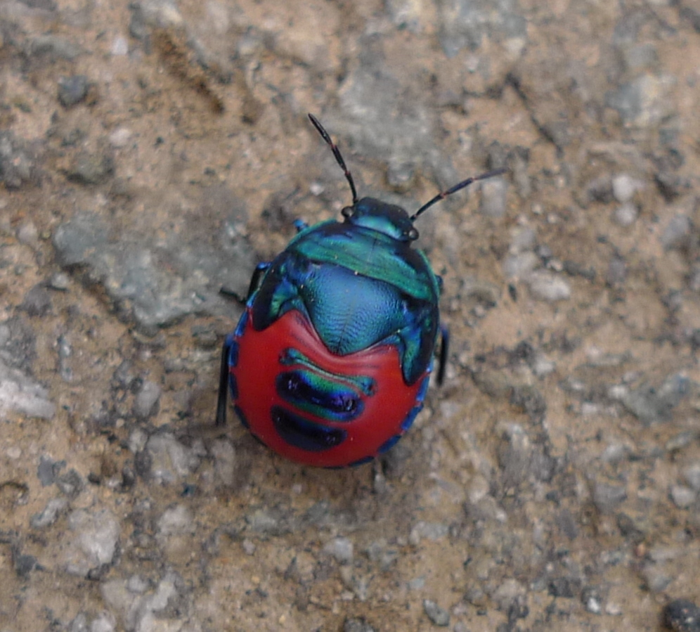 Red Jewel Bug from Cateract Gorge Reserve, Launceston, Tasmania ...