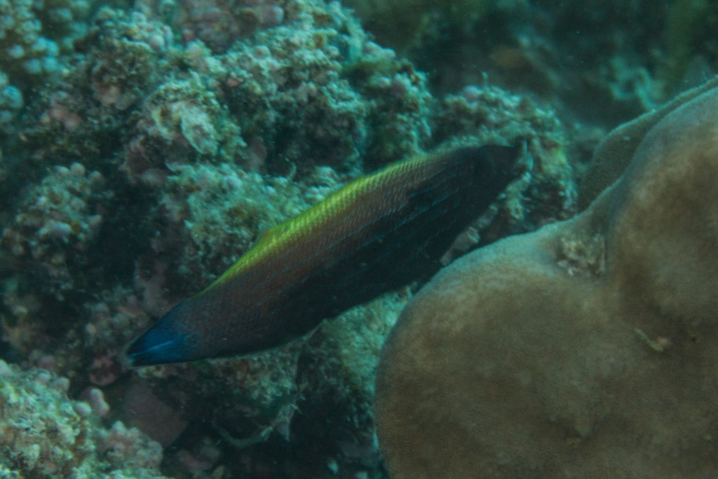 Labropsis xanthonota Randall, 1981