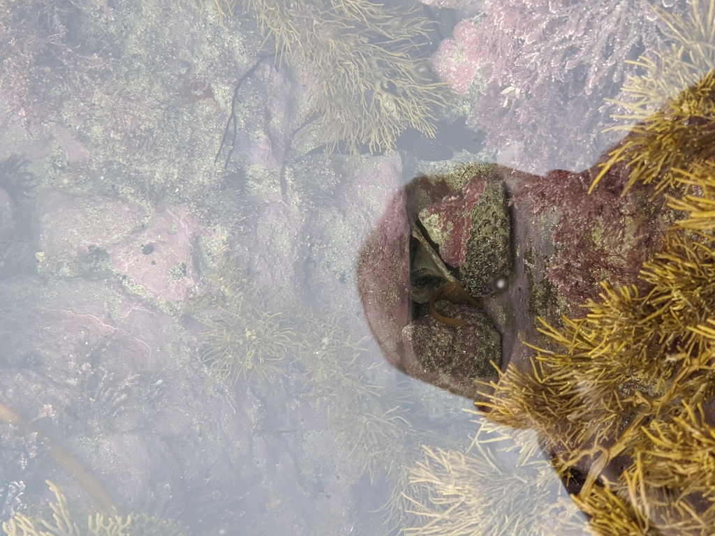 Cook's Turban from Otago 9482, New Zealand on May 10, 2020 at 12:53 PM ...