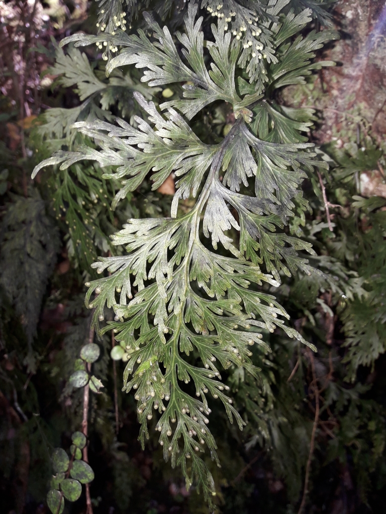 drooping filmy fern from Mangaroa, Upper Hutt, New Zealand on May 10 ...
