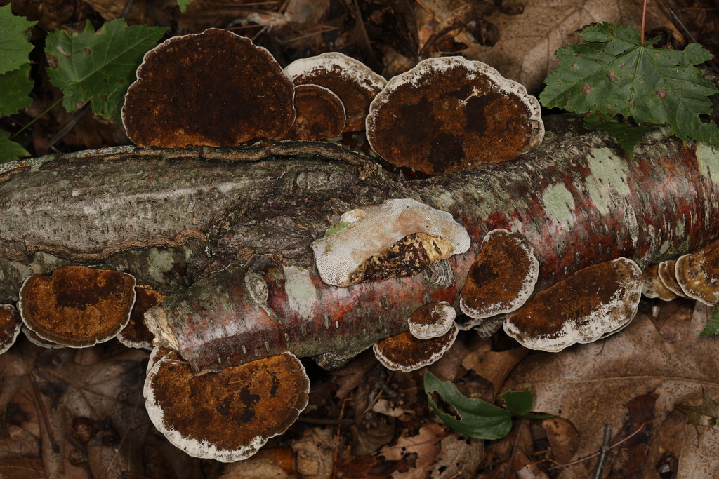 Thin-walled Maze Polypore from Hebron, Connecticut, USA on August 30 ...