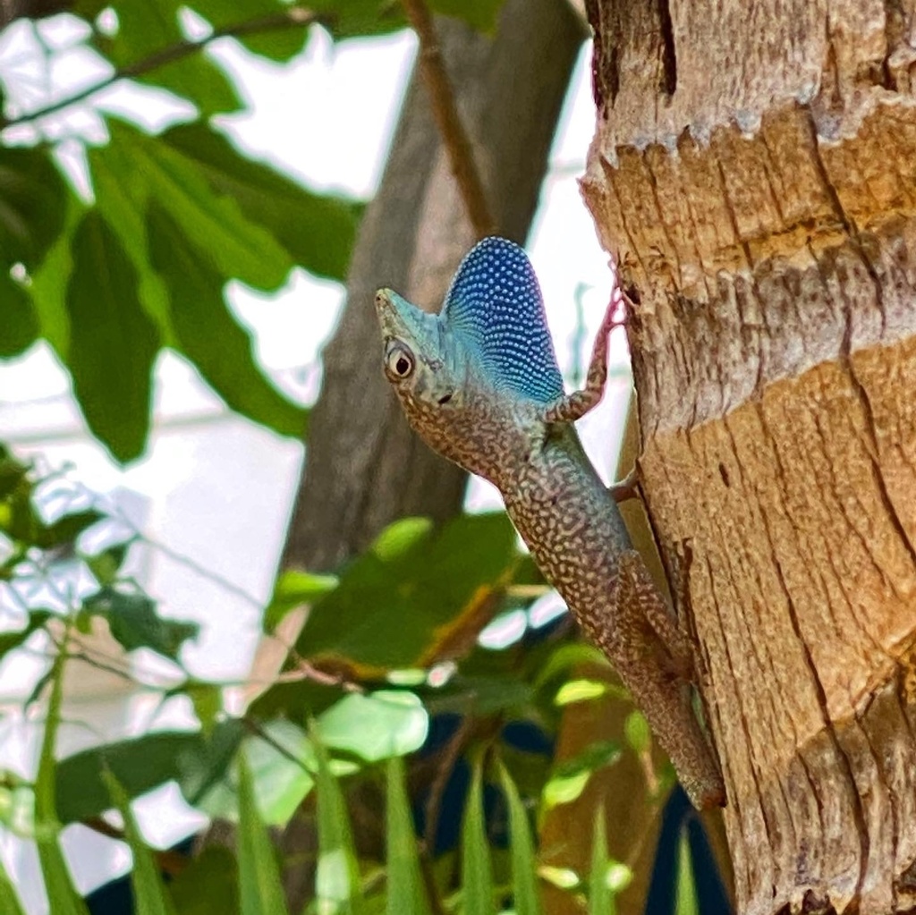 Grand Cayman Anole (Anolis conspersus) - Snakes and Lizards