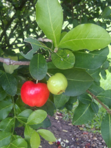 Capulín (Plantas Campamento) · iNaturalist