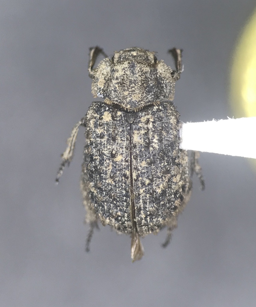 Trox variolatus in May 2020 by Kyle Rossner. Median ridges of pronotum ...