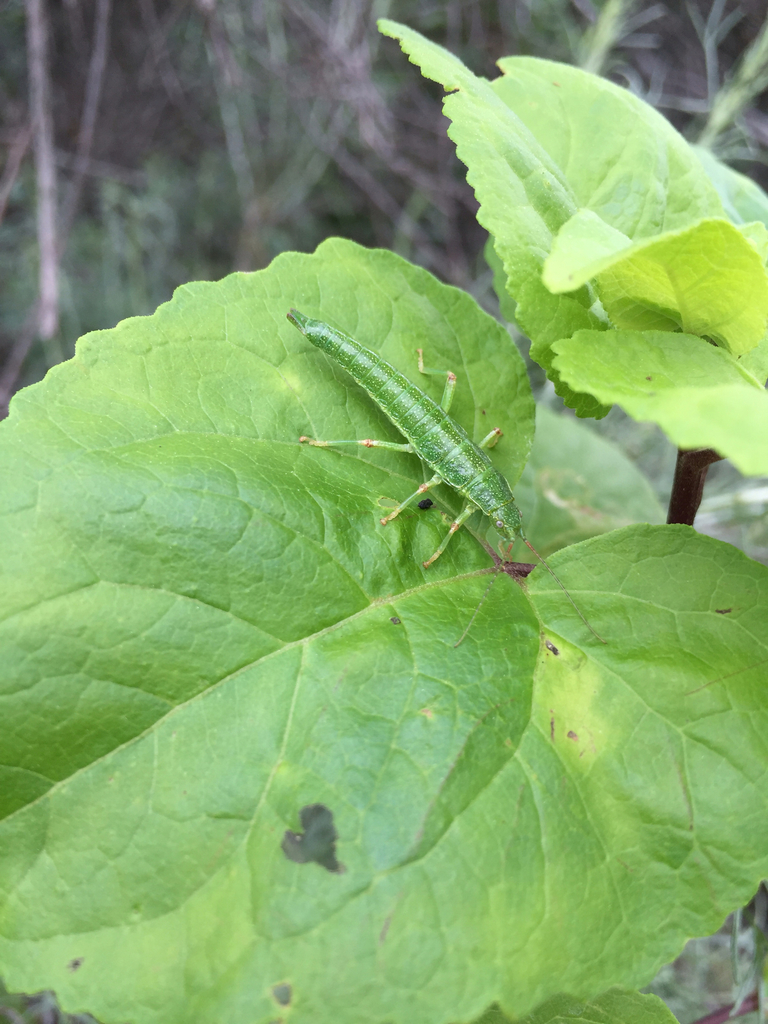 Santa Monica Mountains Timema (Stick Insects of the United States ...