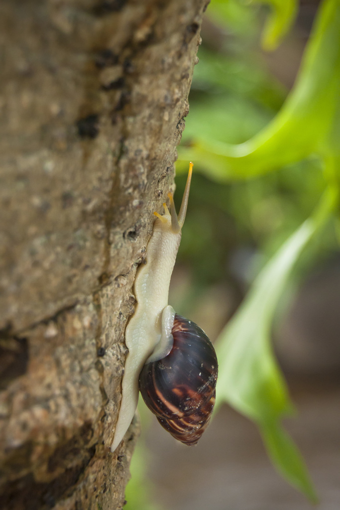 Amphidromus in December 2017 by Adi. An albino African land snail ...
