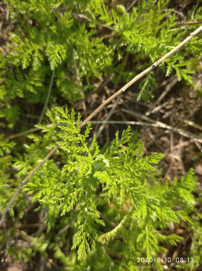 Noble Yarrow from Омская обл., Россия, 646785 on May 10, 2020 at 08:13 ...