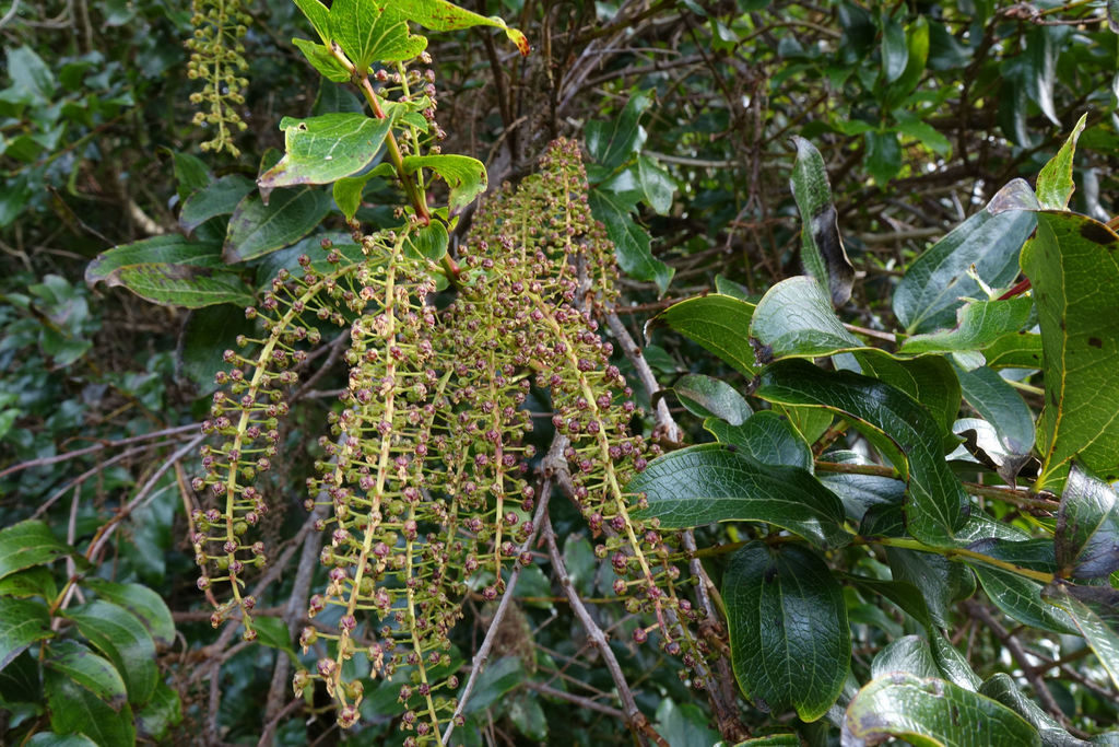 Tree Tutu from Upper Waitati 9085, New Zealand on May 10, 2020 at 11:33 ...