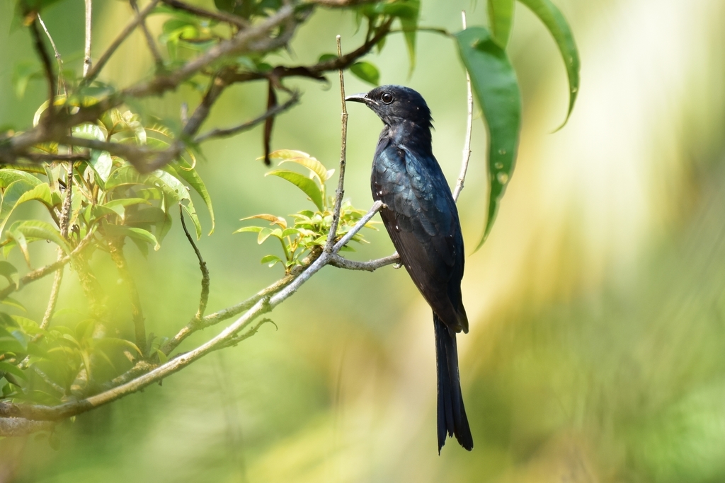 Fork-tailed Drongo-Cuckoo (Surniculus dicruroides) - Avian Discovery