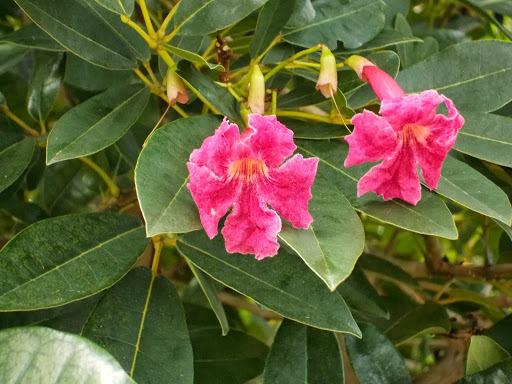 roble cimarron (Flora Singapore List T) · iNaturalist