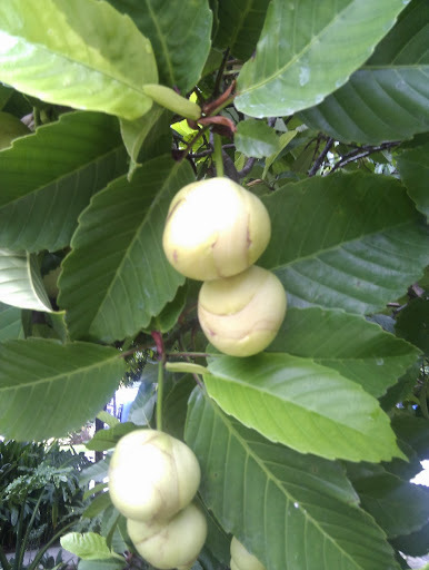 katmon (Dillenia philippinensis) - Botanical Realm