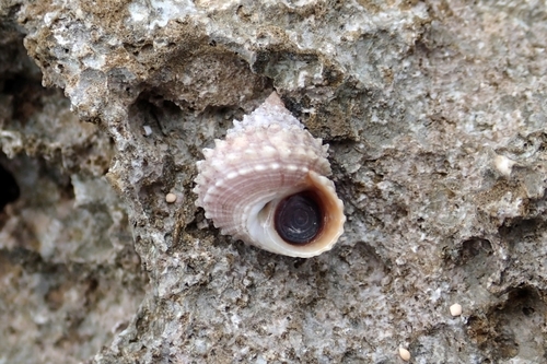 Tectarius spinulosus · iNaturalist