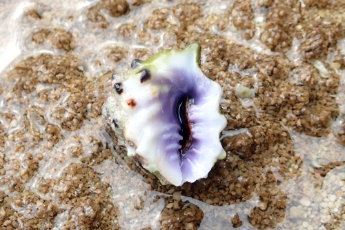 Subspecies Drupa morum morum · iNaturalist