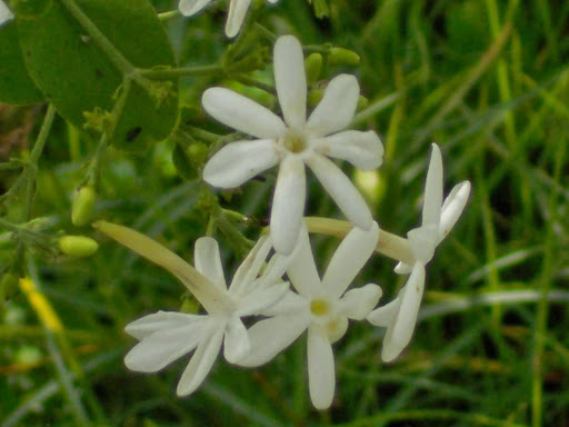 Melati Gambir (Flora Singapore List J) · iNaturalist