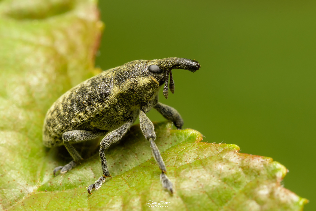 Canada Thistle Bud Weevil from Great Britain, Ammanford, Wales, GB on ...