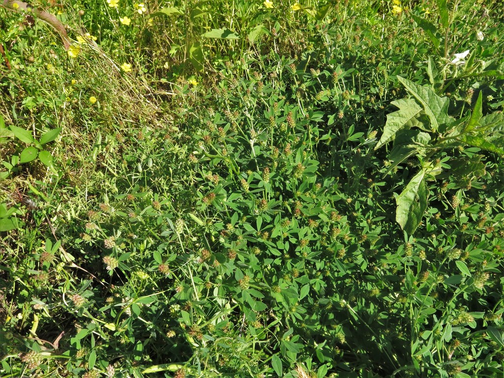 Knotted clover from River Valley, Little Rock, AR 72223, USA on May 9 ...