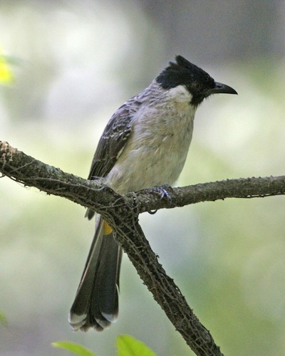 Subspecies Pycnonotus aurigaster aurigaster · iNaturalist