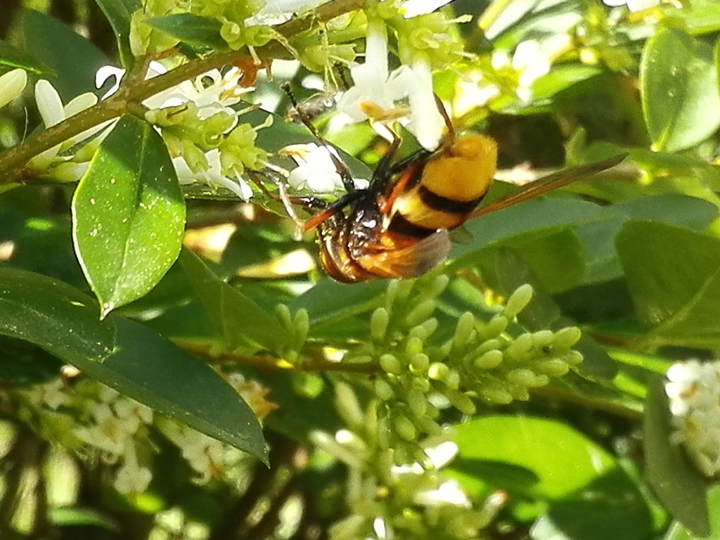 Hornet Mimic Hover Fly from Lisbon, Portugal on May 10, 2020 at 10:42 ...