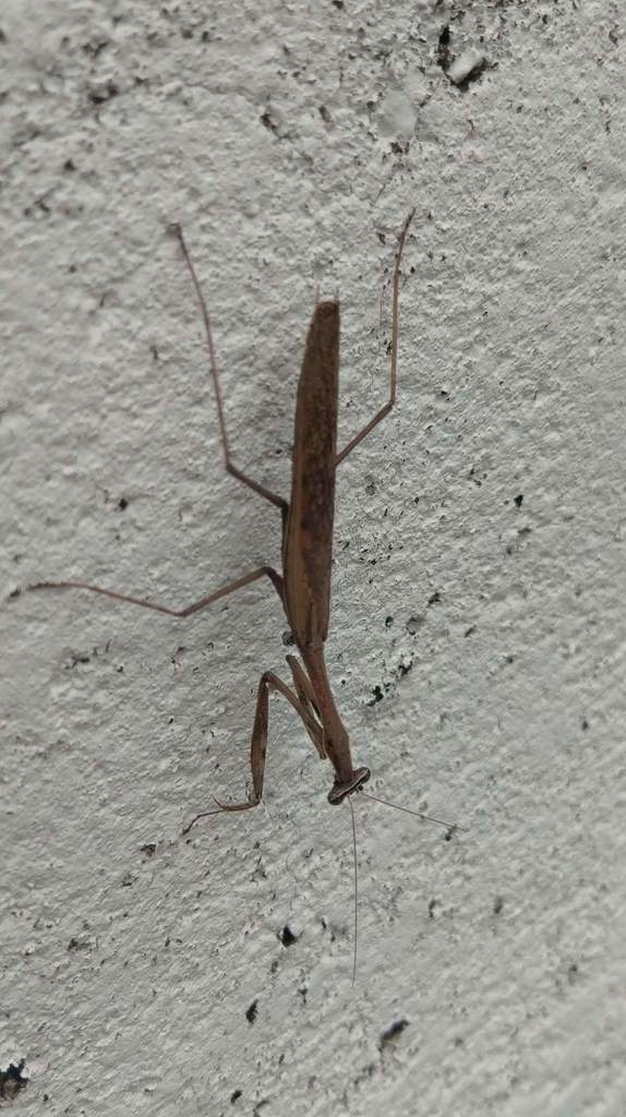 Asian Jumping Mantis from 台灣台中市大甲鎮 on May 10, 2020 at 05:16 PM by 林棋欽 ...